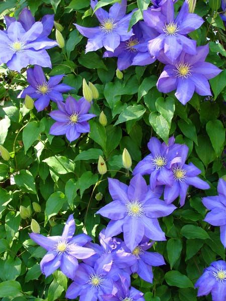 Powojnik (Clematis) Błękitny Anioł – Szkółka Markiewicz